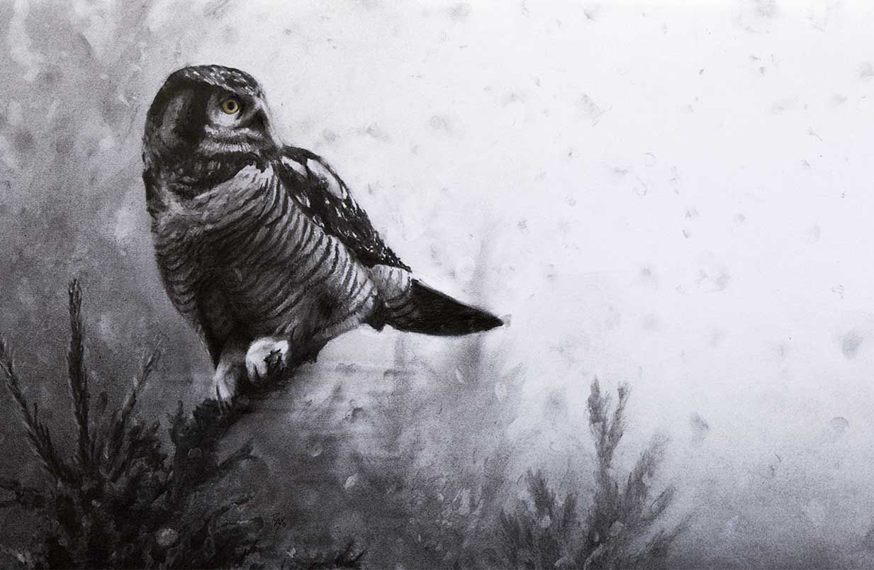 The Wild Path (Issue 165)